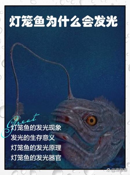 深海灯笼鱼长什么样_深海灯笼鱼为什么会发光-第1张图片-山城妙识