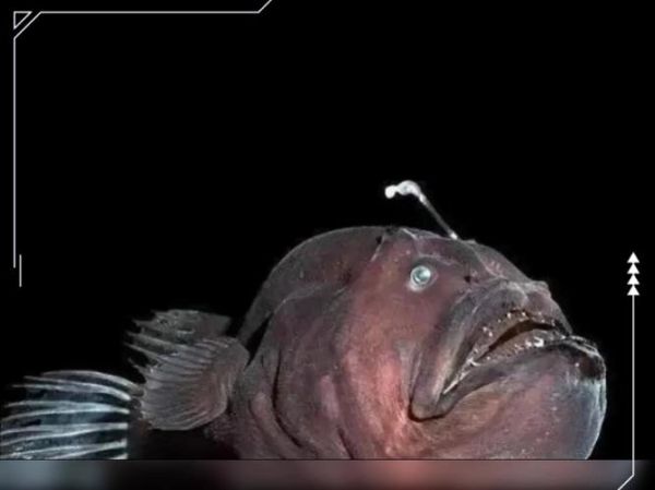 深海灯笼鱼长什么样_深海灯笼鱼为什么会发光-第2张图片-山城妙识