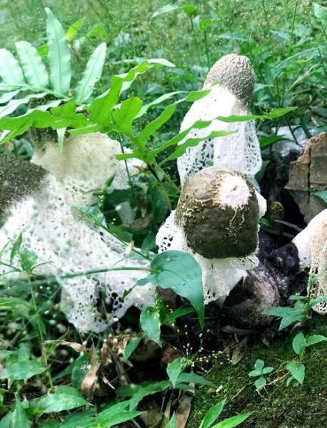 竹荪生长在什么地方_野生竹荪产地分布-第1张图片-山城妙识