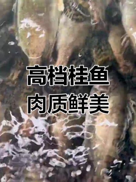 5斤桂鱼多少钱_桂鱼价格行情-第3张图片-山城妙识 5斤桂鱼多少钱_桂鱼价格行情-第3张图片-山城妙识