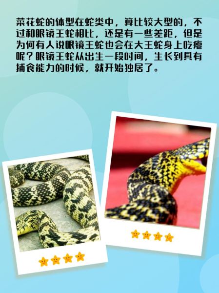 菜花蛇为什么不怕眼镜王蛇_菜花蛇靠什么免疫蛇毒-第3张图片-山城妙识 菜花蛇为什么不怕眼镜王蛇_菜花蛇靠什么免疫蛇毒-第3张图片-山城妙识