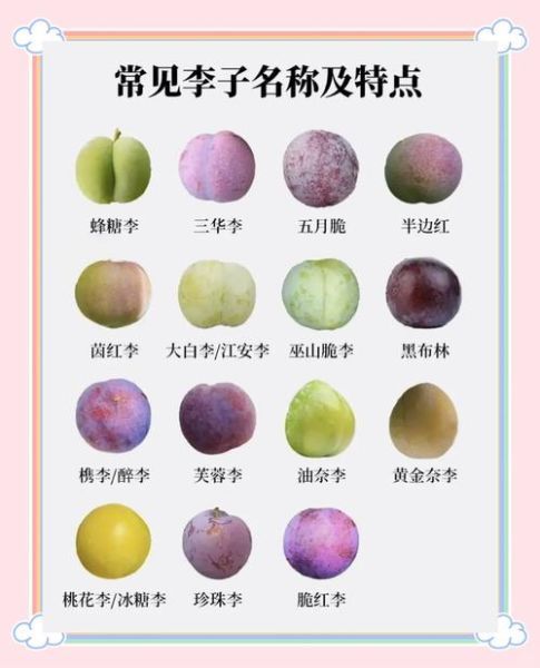 李子果的功效与作用_李子果能减肥吗-第2张图片-山城妙识 李子果的功效与作用_李子果能减肥吗-第2张图片-山城妙识