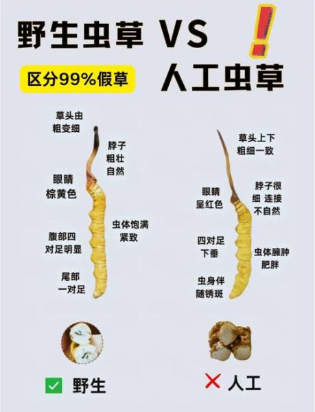 新鲜虫草花图片_如何辨别真假-第1张图片-山城妙识 新鲜虫草花图片_如何辨别真假-第1张图片-山城妙识