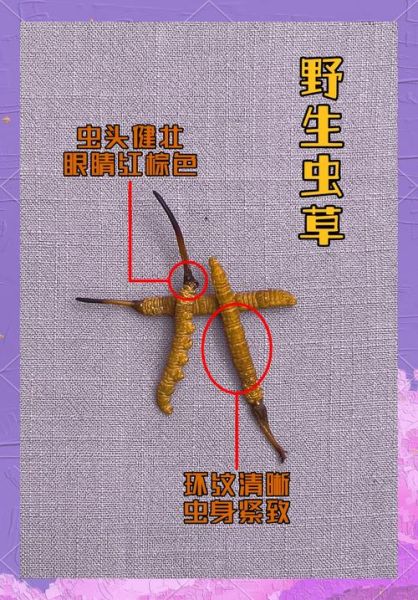 新鲜虫草花图片_如何辨别真假-第2张图片-山城妙识 新鲜虫草花图片_如何辨别真假-第2张图片-山城妙识