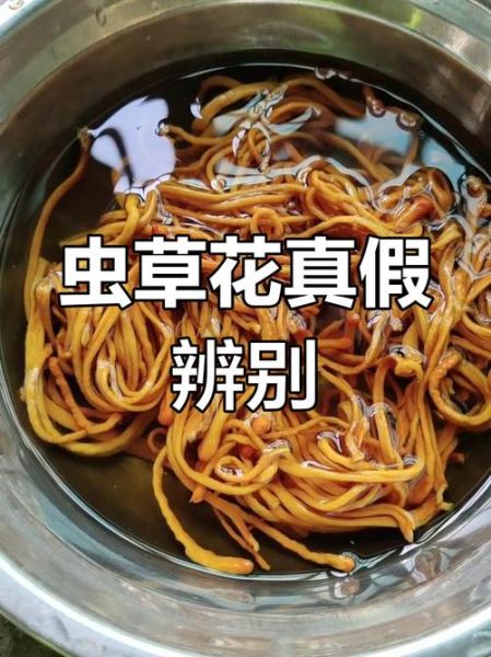 新鲜虫草花图片_如何辨别真假-第3张图片-山城妙识 新鲜虫草花图片_如何辨别真假-第3张图片-山城妙识