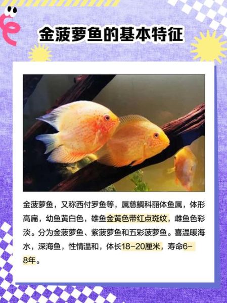 菠萝鱼吃什么_菠萝鱼饲料推荐-第1张图片-山城妙识 菠萝鱼吃什么_菠萝鱼饲料推荐-第1张图片-山城妙识