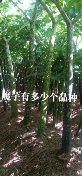 魔芋热量为什么这么低_魔芋减肥原理-第1张图片-山城妙识 魔芋热量为什么这么低_魔芋减肥原理-第1张图片-山城妙识