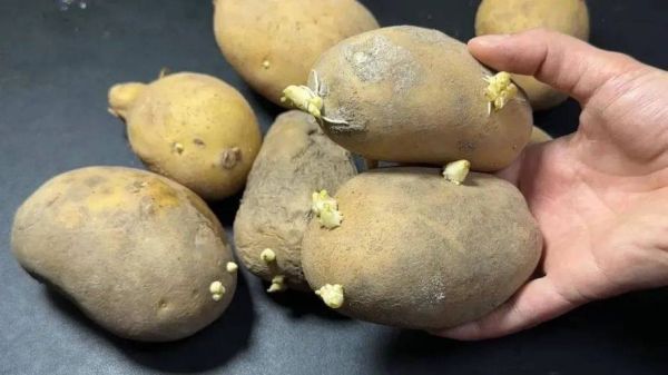 有毒蔬菜图片大全_哪些蔬菜误食会中毒-第3张图片-山城妙识 有毒蔬菜图片大全_哪些蔬菜误食会中毒-第3张图片-山城妙识