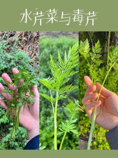有毒蔬菜图片大全_哪些蔬菜误食会中毒-第1张图片-山城妙识 有毒蔬菜图片大全_哪些蔬菜误食会中毒-第1张图片-山城妙识