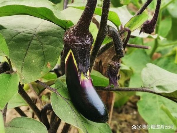 茄子别名有哪些_茄子为什么叫落苏-第2张图片-山城妙识 茄子别名有哪些_茄子为什么叫落苏-第2张图片-山城妙识