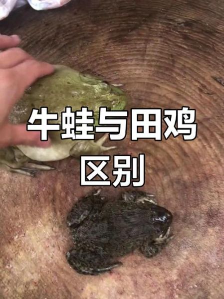 田鸡是不是青蛙_田鸡和青蛙的区别-第2张图片-山城妙识 田鸡是不是青蛙_田鸡和青蛙的区别-第2张图片-山城妙识