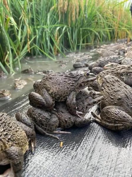 田鸡是不是青蛙_田鸡和青蛙的区别-第3张图片-山城妙识 田鸡是不是青蛙_田鸡和青蛙的区别-第3张图片-山城妙识
