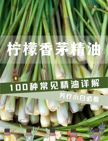 香茅真的能驱蚊吗_香茅油使用方法-第1张图片-山城妙识