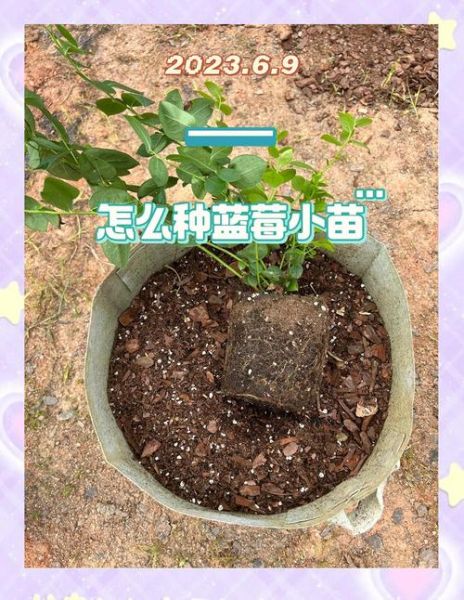 蓝莓怎么种植_蓝莓种植管理技术-第2张图片-山城妙识 蓝莓怎么种植_蓝莓种植管理技术-第2张图片-山城妙识
