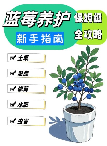 蓝莓怎么种植_蓝莓种植管理技术-第1张图片-山城妙识 蓝莓怎么种植_蓝莓种植管理技术-第1张图片-山城妙识
