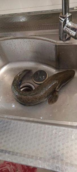 黑鱼图片大全_黑鱼长什么样-第2张图片-山城妙识