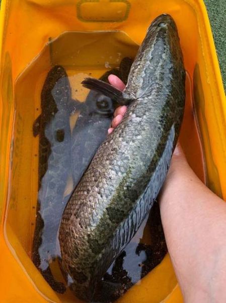 黑鱼图片大全_黑鱼长什么样-第3张图片-山城妙识