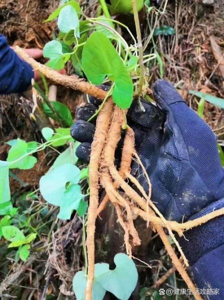 党参图片大全高清图片_如何辨别野生与栽培党参-第3张图片-山城妙识