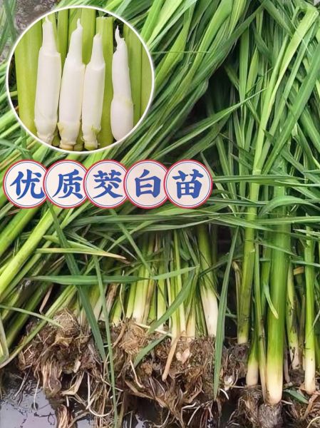 茭白长什么样子_茭白和竹笋的区别-第2张图片-山城妙识 茭白长什么样子_茭白和竹笋的区别-第2张图片-山城妙识