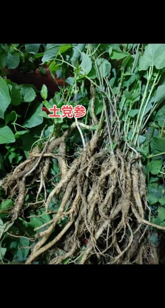 党参图片大全高清图片_如何辨别野生与栽培党参-第2张图片-山城妙识