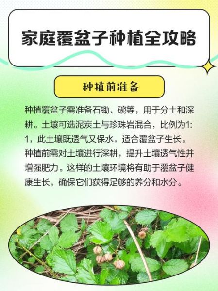 覆盆子种植技术_覆盆子适合什么土壤-第2张图片-山城妙识