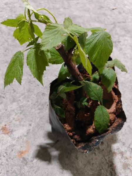 覆盆子种植技术_覆盆子适合什么土壤-第1张图片-山城妙识