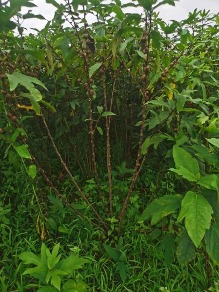 五指毛桃一亩产多少_三年种植产量详解-第1张图片-山城妙识 五指毛桃一亩产多少_三年种植产量详解-第1张图片-山城妙识