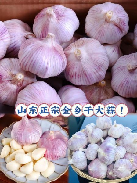 今日金乡大蒜价格_金乡大蒜多少钱一斤-第3张图片-山城妙识 今日金乡大蒜价格_金乡大蒜多少钱一斤-第3张图片-山城妙识