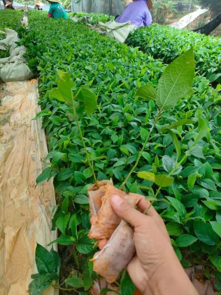 五指毛桃一亩产多少_三年种植产量详解-第3张图片-山城妙识 五指毛桃一亩产多少_三年种植产量详解-第3张图片-山城妙识