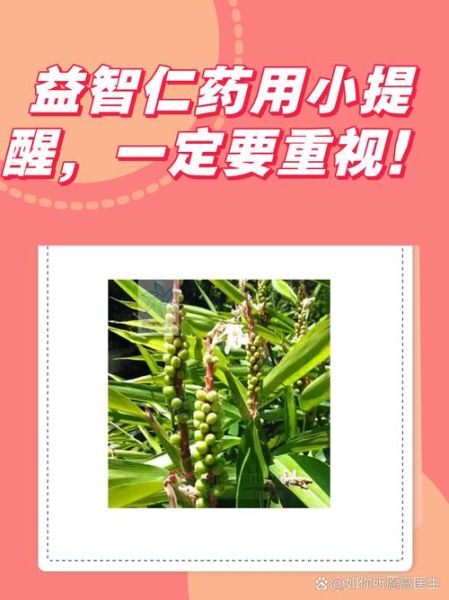 益智仁的副作用有哪些_益智仁长期吃安全吗-第1张图片-山城妙识 益智仁的副作用有哪些_益智仁长期吃安全吗-第1张图片-山城妙识