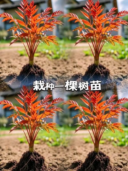 香椿芽苗菜怎么种_香椿苗几天出苗-第2张图片-山城妙识