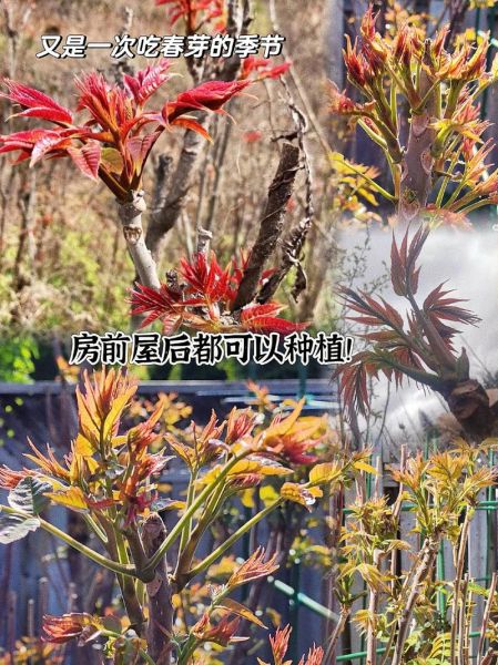 香椿芽苗菜怎么种_香椿苗几天出苗-第3张图片-山城妙识