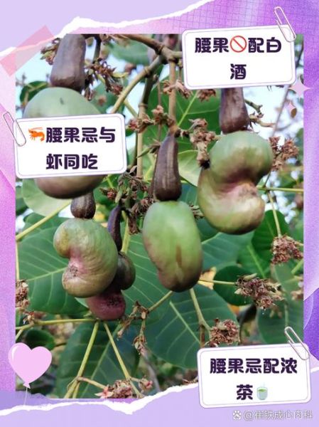 腰果的功效与作用及禁忌是什么_哪些人不能吃腰果-第2张图片-山城妙识 腰果的功效与作用及禁忌是什么_哪些人不能吃腰果-第2张图片-山城妙识