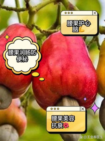 腰果的功效与作用及禁忌是什么_哪些人不能吃腰果-第3张图片-山城妙识 腰果的功效与作用及禁忌是什么_哪些人不能吃腰果-第3张图片-山城妙识