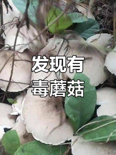 鸡枞菌有毒吗_鸡枞菌中毒症状-第1张图片-山城妙识 鸡枞菌有毒吗_鸡枞菌中毒症状-第1张图片-山城妙识