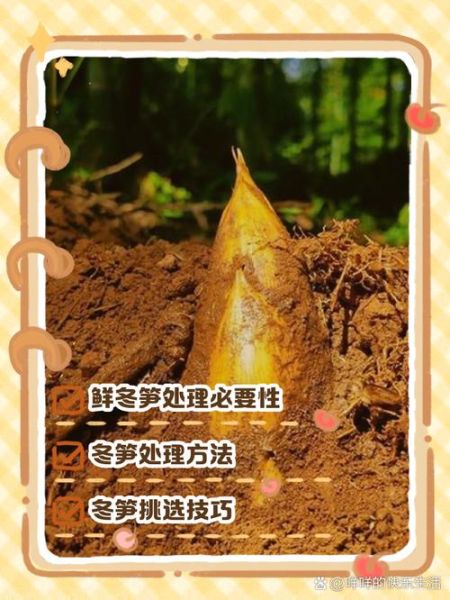 鲜冬笋怎么处理_冬笋去涩味最快方法-第3张图片-山城妙识