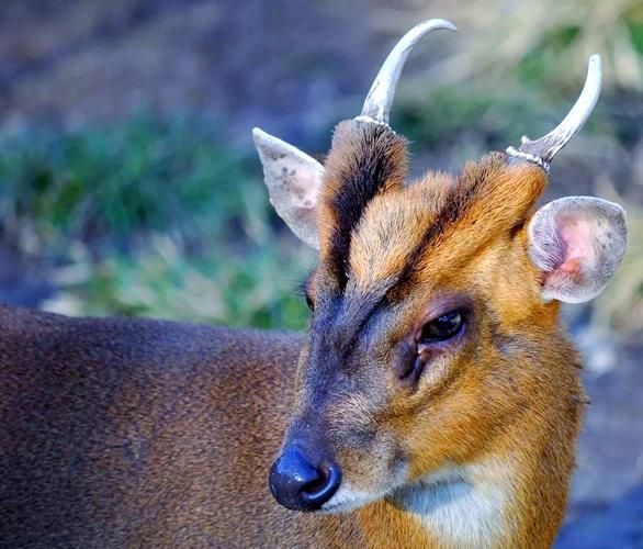 麂子是几级保护动物_麂子可以人工养殖吗-第3张图片-山城妙识