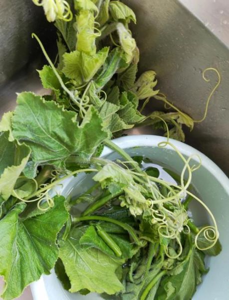 炒南瓜藤要不要先焯水_南瓜藤焯水几分钟-第1张图片-山城妙识 炒南瓜藤要不要先焯水_南瓜藤焯水几分钟-第1张图片-山城妙识