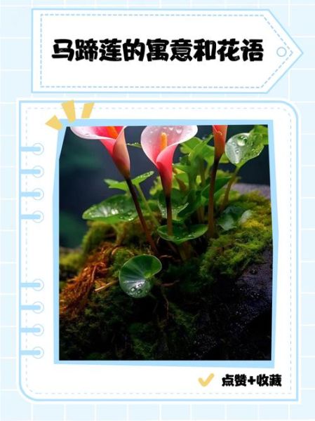 马蹄莲花语代表什么_马蹄莲适合送什么人-第2张图片-山城妙识 马蹄莲花语代表什么_马蹄莲适合送什么人-第2张图片-山城妙识