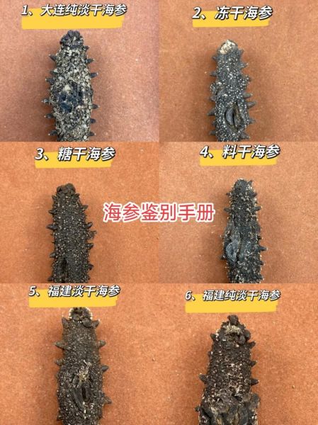 速发海参和淡干海参的区别_哪个更好-第3张图片-山城妙识