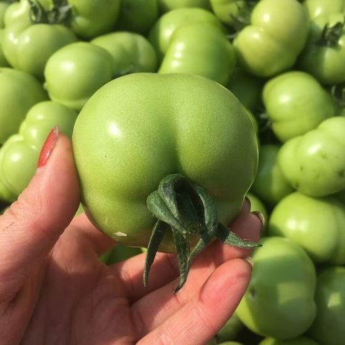 青番茄可以吃吗_青番茄有毒吗-第2张图片-山城妙识