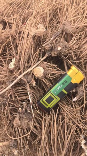 苍术价格多少钱一斤_苍术价格走势分析-第1张图片-山城妙识