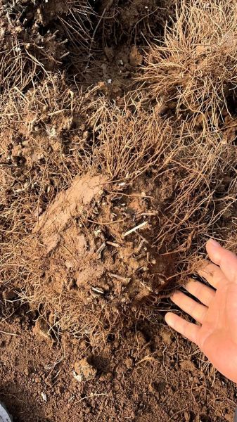 苍术价格多少钱一斤_苍术价格走势分析-第2张图片-山城妙识