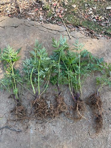 川芎叶子能吃吗_川芎叶子有什么功效-第1张图片-山城妙识 川芎叶子能吃吗_川芎叶子有什么功效-第1张图片-山城妙识