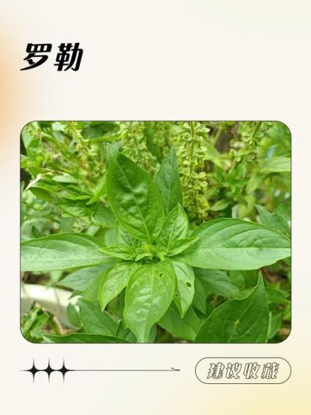 罗勒种子长什么样_如何辨别真假罗勒种子-第2张图片-山城妙识 罗勒种子长什么样_如何辨别真假罗勒种子-第2张图片-山城妙识