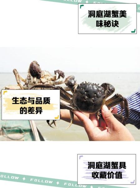 洞庭湖大闸蟹怎么挑选_正宗产地有哪些-第1张图片-山城妙识