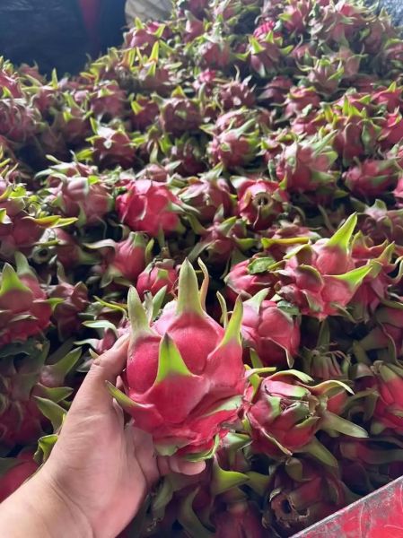 孕妇能吃红心火龙果吗_红心火龙果对胎儿好吗-第3张图片-山城妙识 孕妇能吃红心火龙果吗_红心火龙果对胎儿好吗-第3张图片-山城妙识