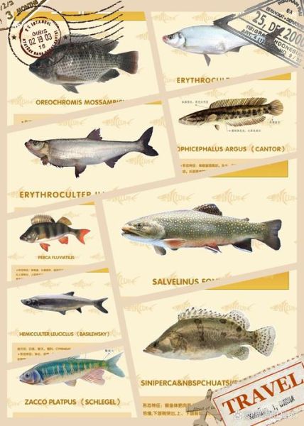 长江十大凶猛鱼有哪些_如何区分它们-第1张图片-山城妙识 长江十大凶猛鱼有哪些_如何区分它们-第1张图片-山城妙识