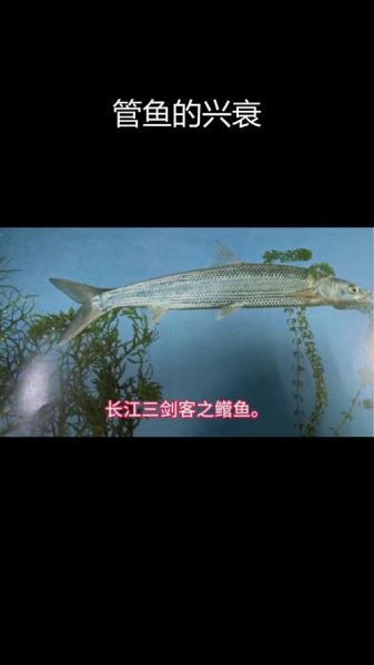 长江十大凶猛鱼有哪些_如何区分它们-第3张图片-山城妙识 长江十大凶猛鱼有哪些_如何区分它们-第3张图片-山城妙识