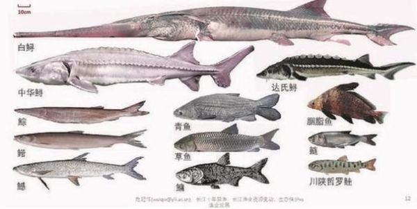 长江十大凶猛鱼有哪些_如何区分它们-第2张图片-山城妙识 长江十大凶猛鱼有哪些_如何区分它们-第2张图片-山城妙识